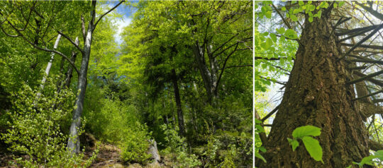 Optimize Operations with Online GIS in Forestry | GIS Cloud