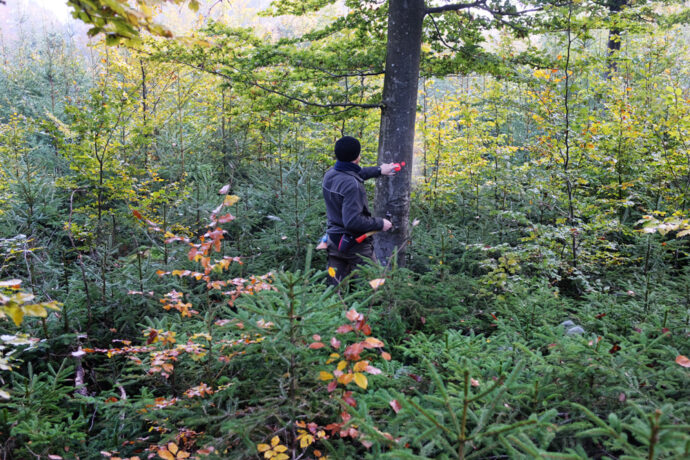 Optimize Operations with Online GIS in Forestry | GIS Cloud