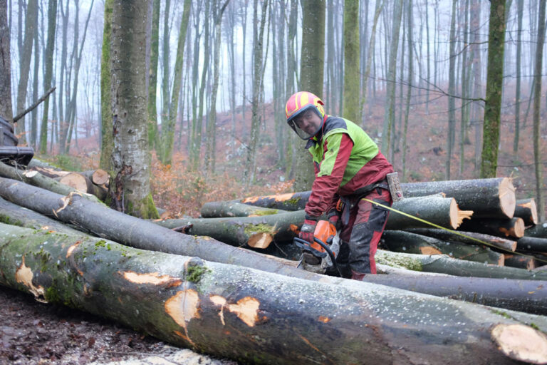 Optimize Operations with Online GIS in Forestry | GIS Cloud