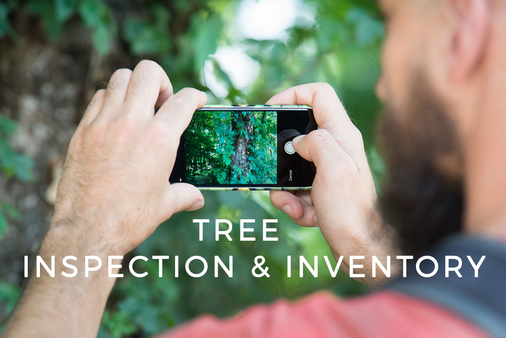 Improve Tree Inspection Efficiency With GIS | GIS Cloud